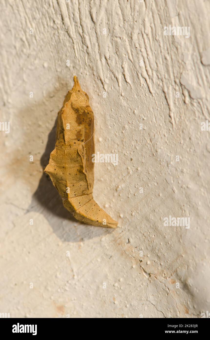 Pupa of small white on a wall Stock Photo - Alamy