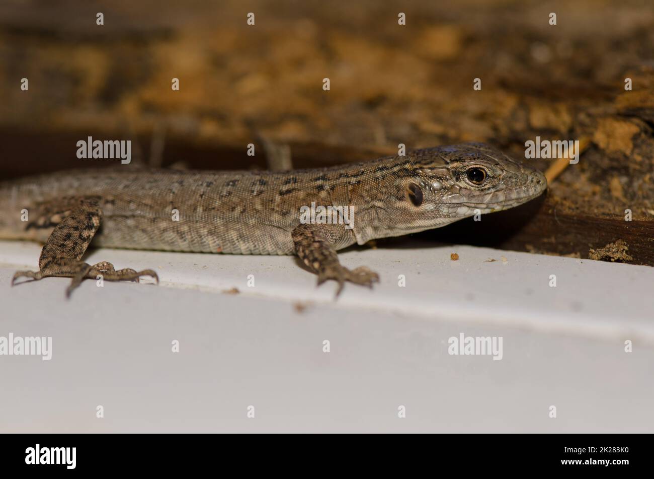 Gran canaria giant lizards hi-res stock photography and images - Alamy