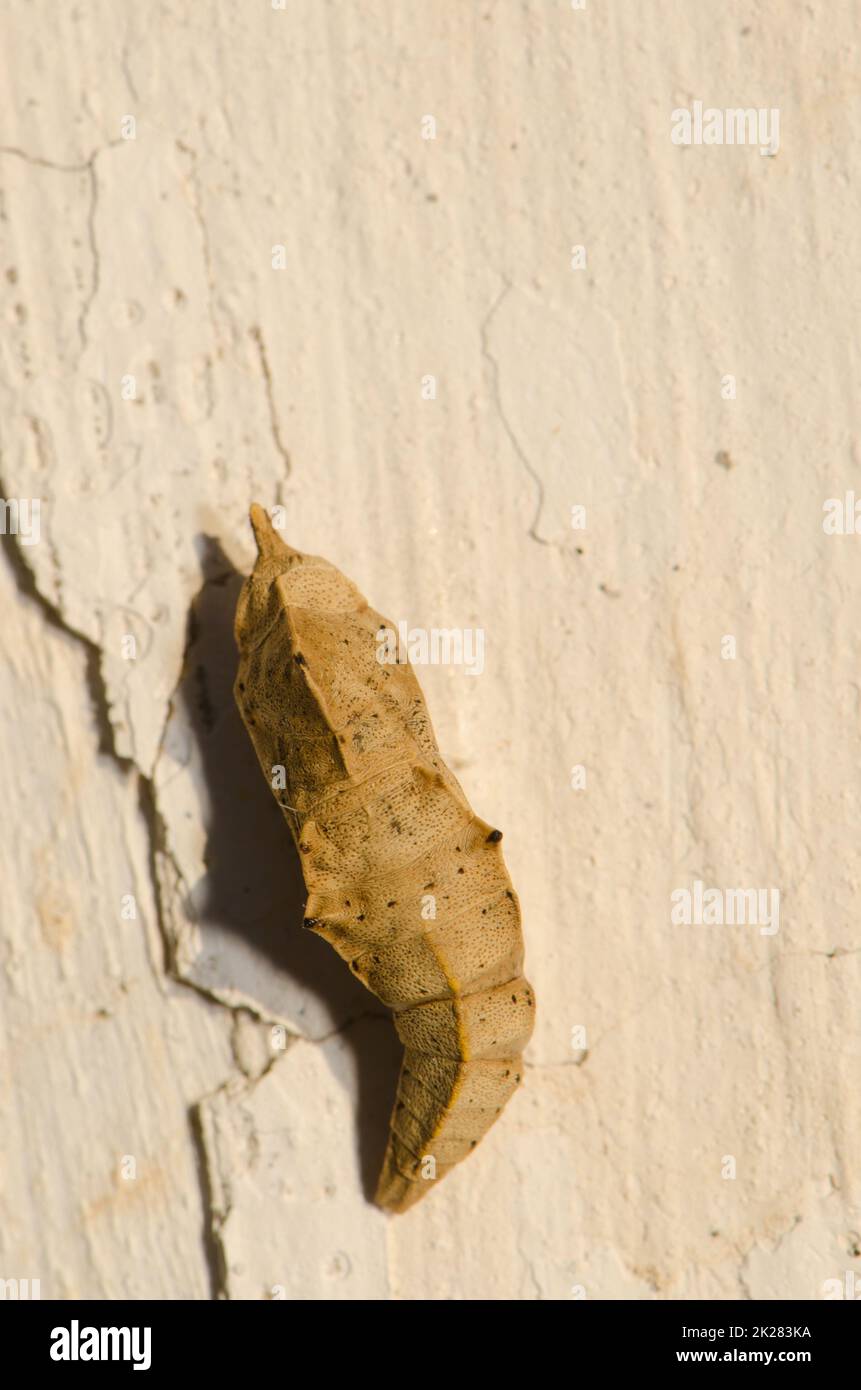 Pupa of small white on a wall Stock Photo - Alamy