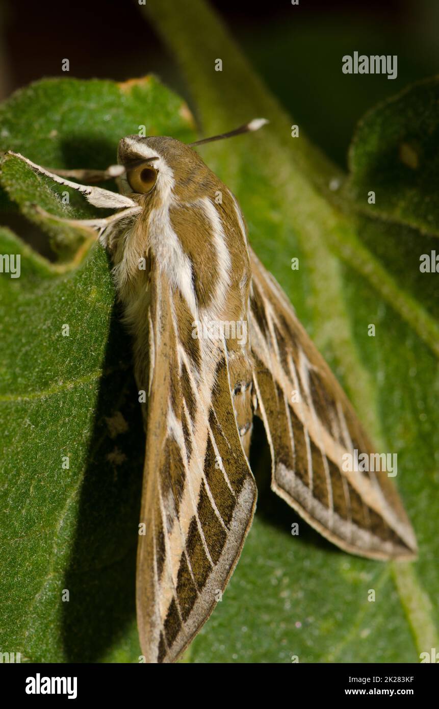 White-lined sphinx on a leaf Stock Photo - Alamy