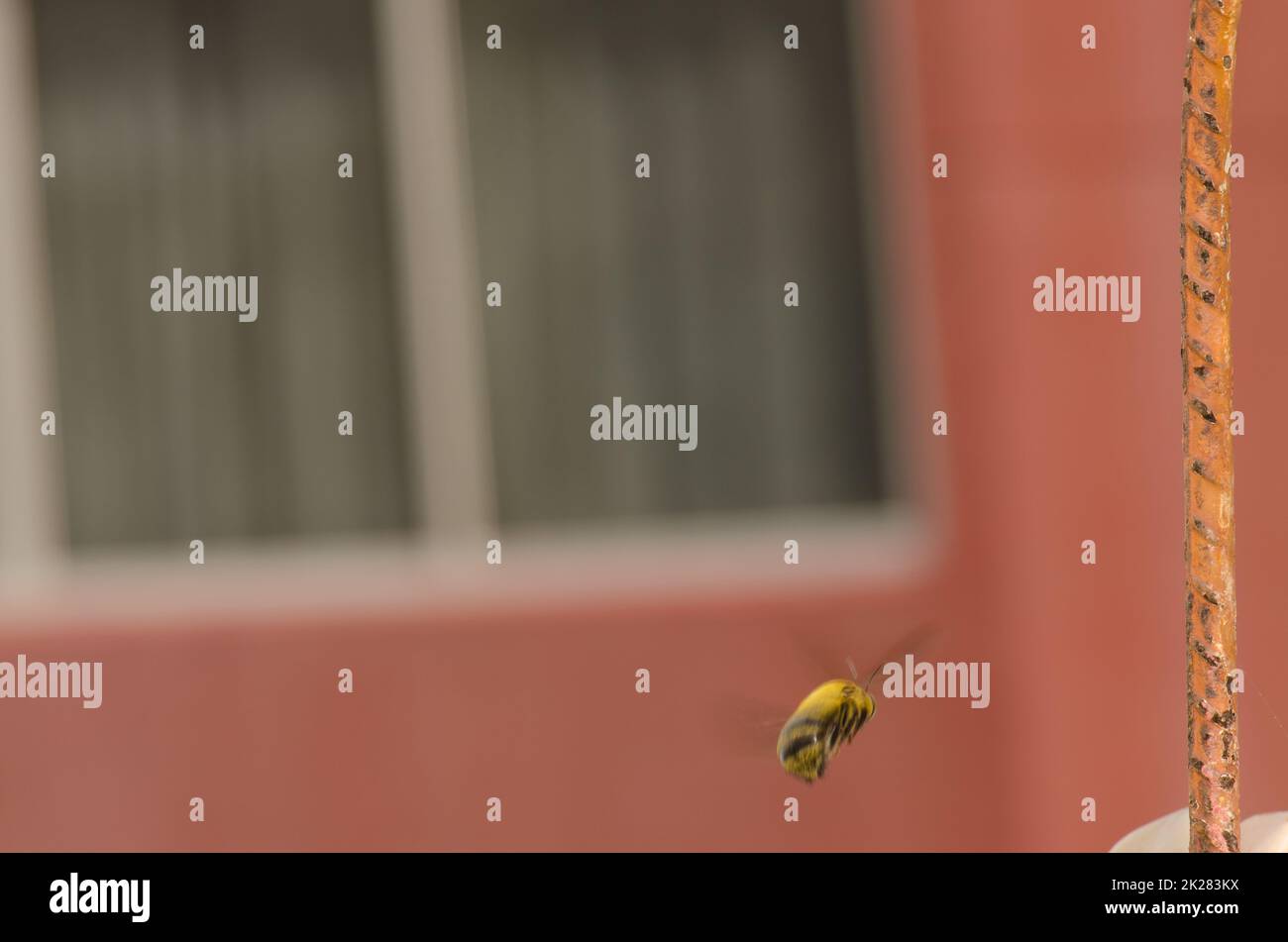 Male carpenter bee in flight Stock Photo - Alamy