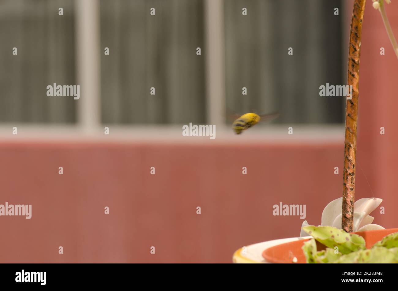 Male carpenter bee in flight Stock Photo - Alamy