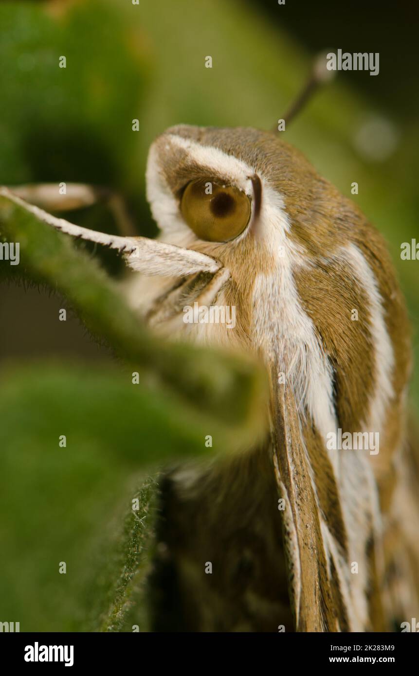 White-lined sphinx on a leaf Stock Photo - Alamy