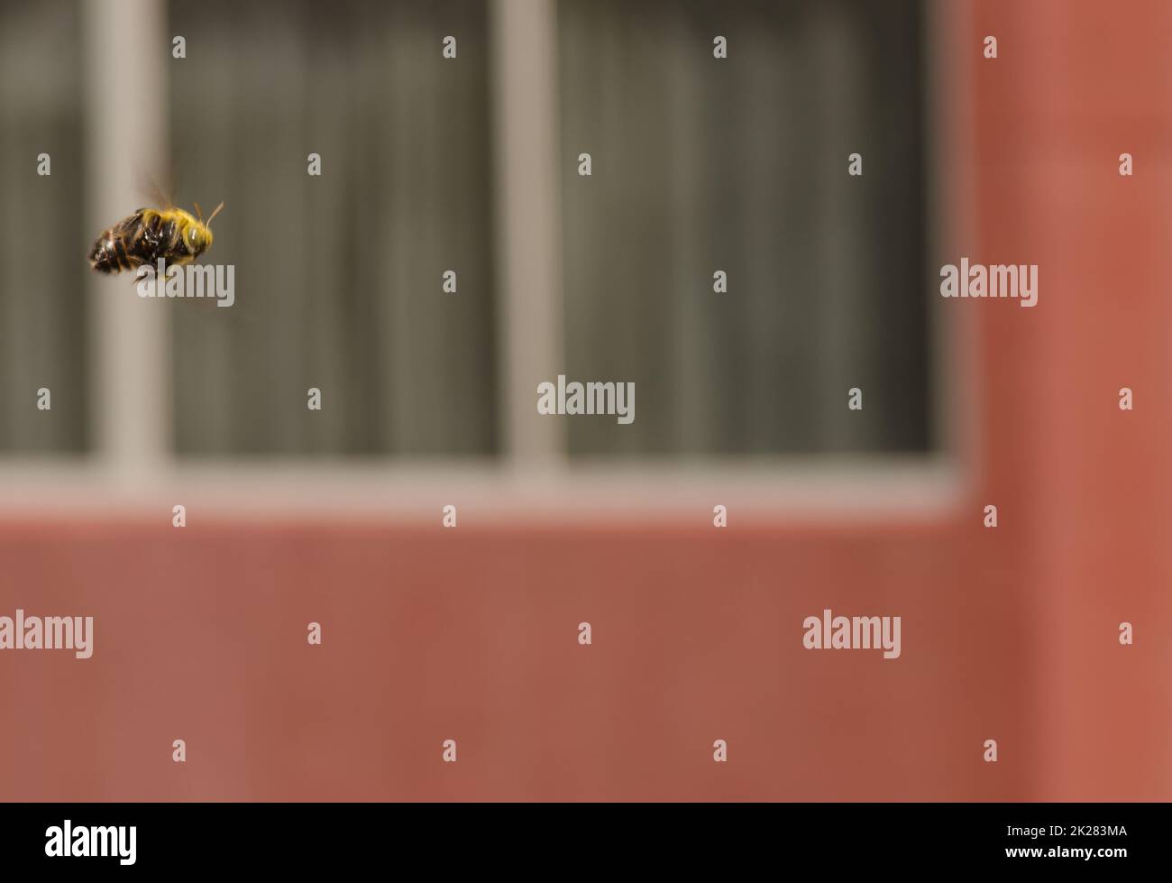 Male carpenter bee in flight Stock Photo - Alamy