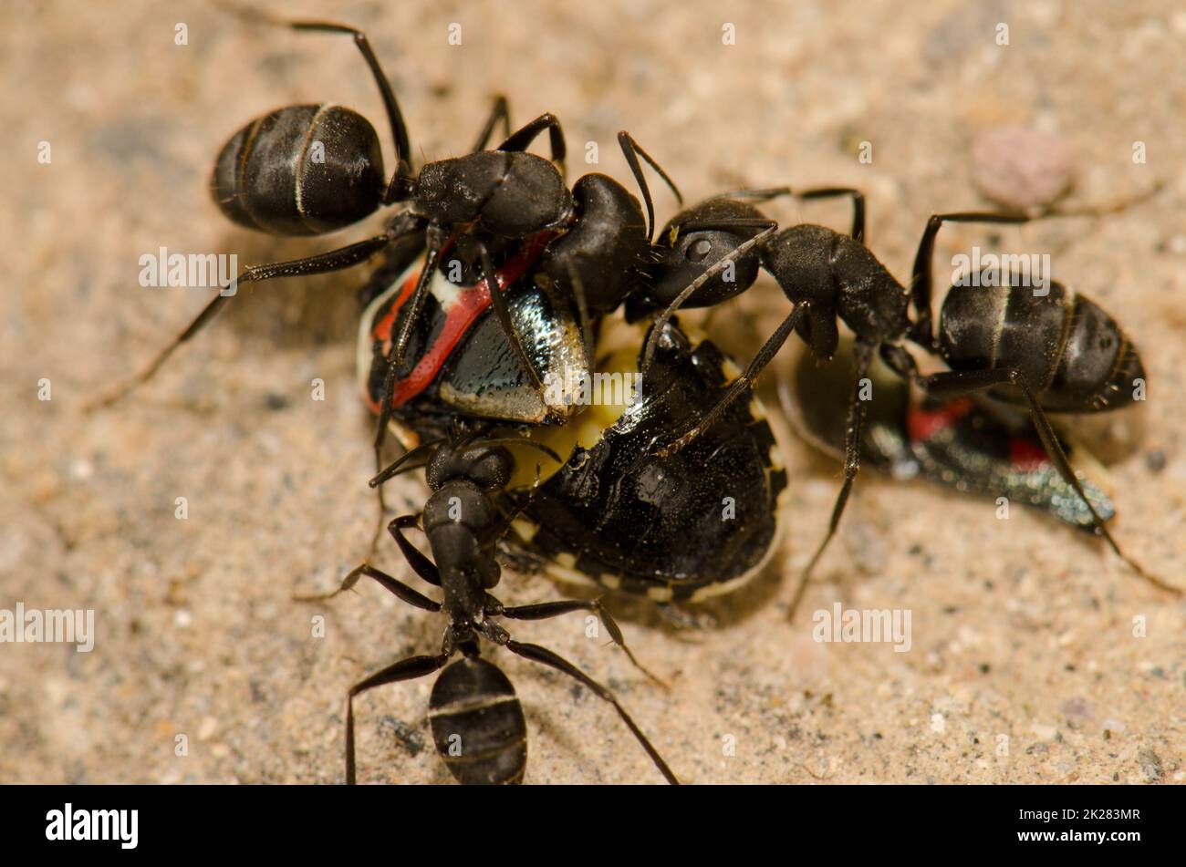 Ants cutting up a shield bug Stock Photo - Alamy