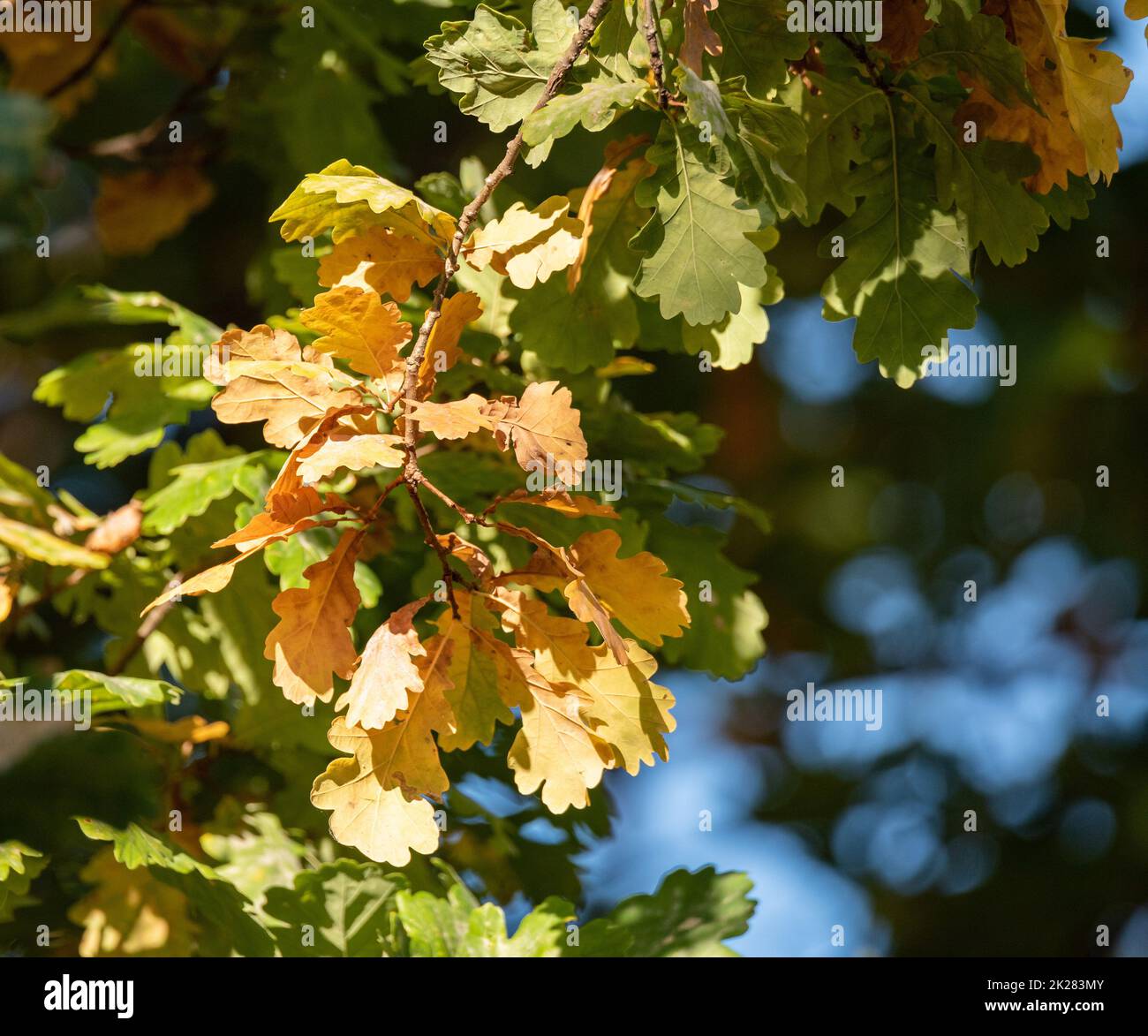 Autumn in nature. Leaves changing colors. Temperature change in fall ...