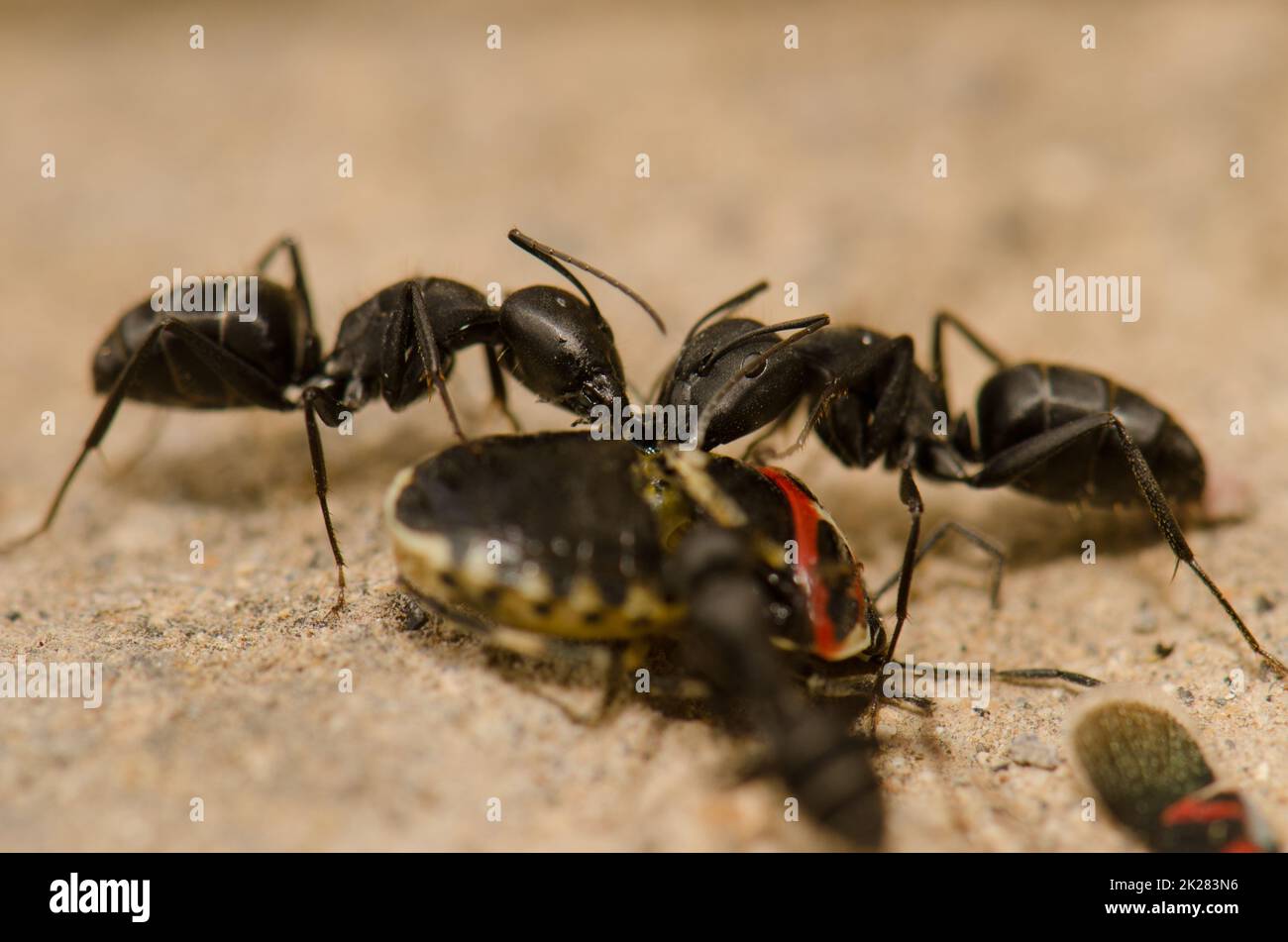 Ants cutting up a shield bug Stock Photo - Alamy