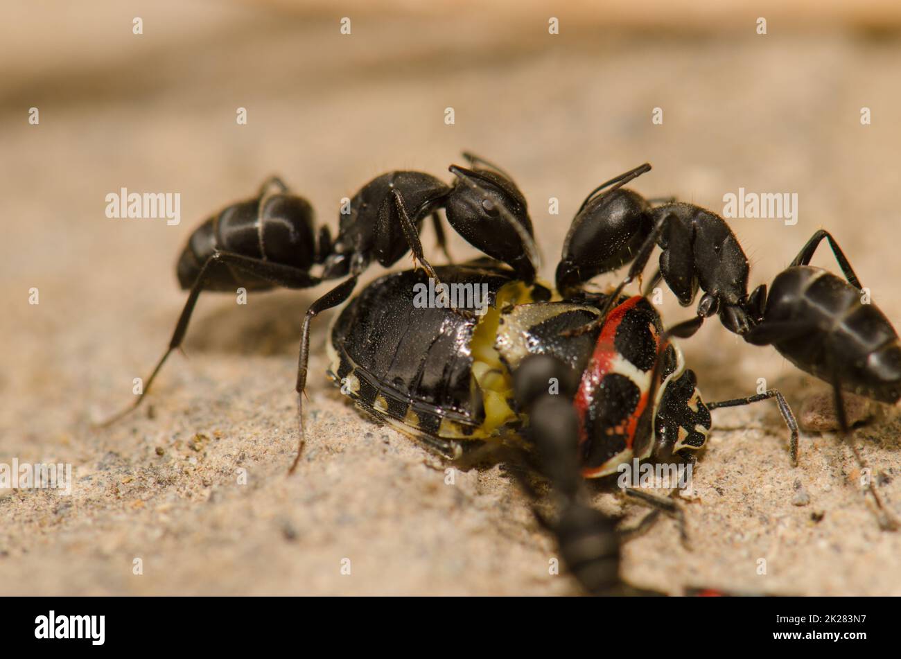 Ants with shield bug hi-res stock photography and images - Alamy