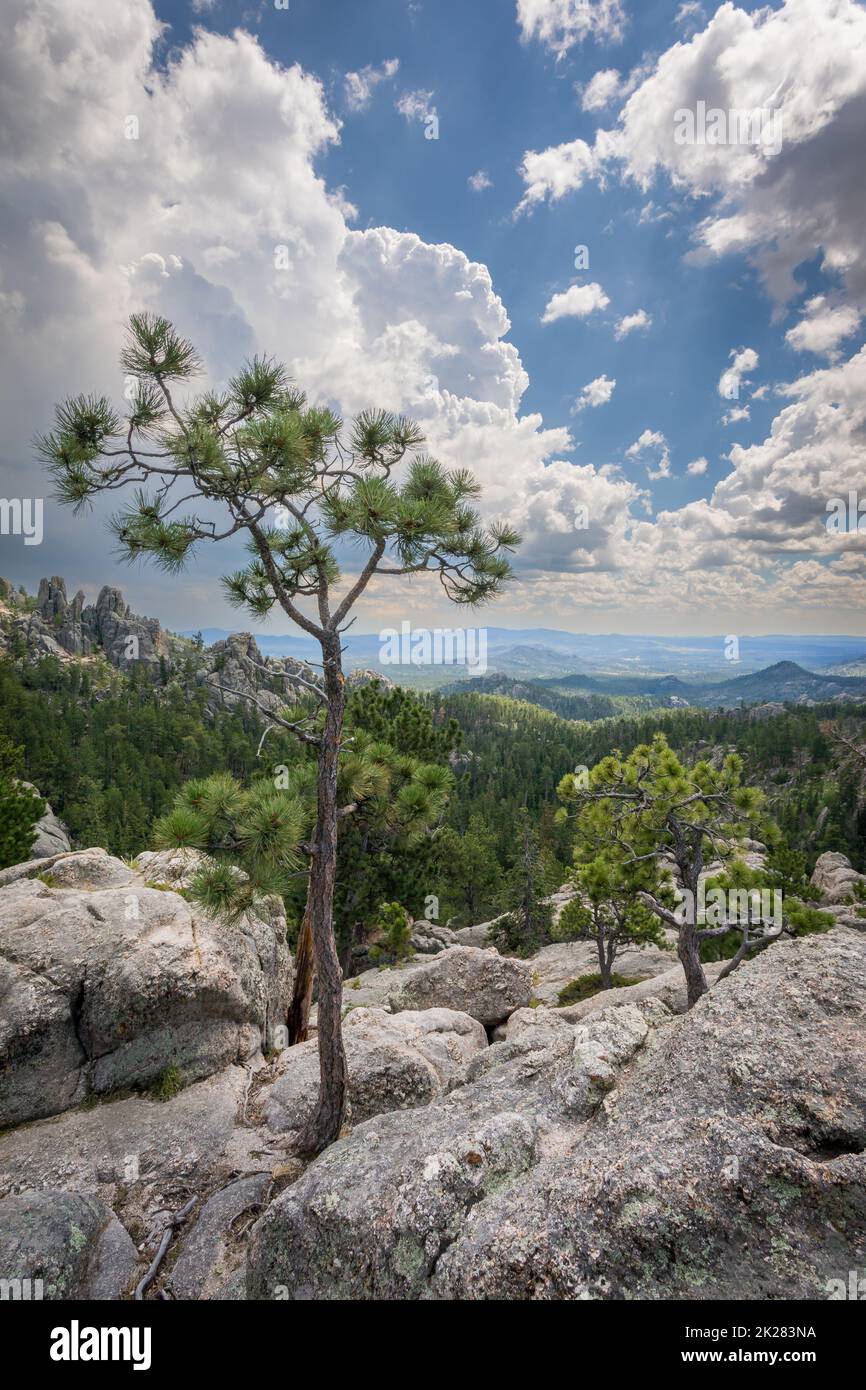 Needles Highway, Custer State Park, South Dakota, USA Stock Photo - Alamy