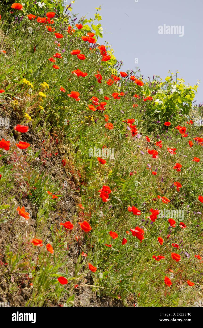 Common poppies Papaver rhoeas in bloom Stock Photo - Alamy