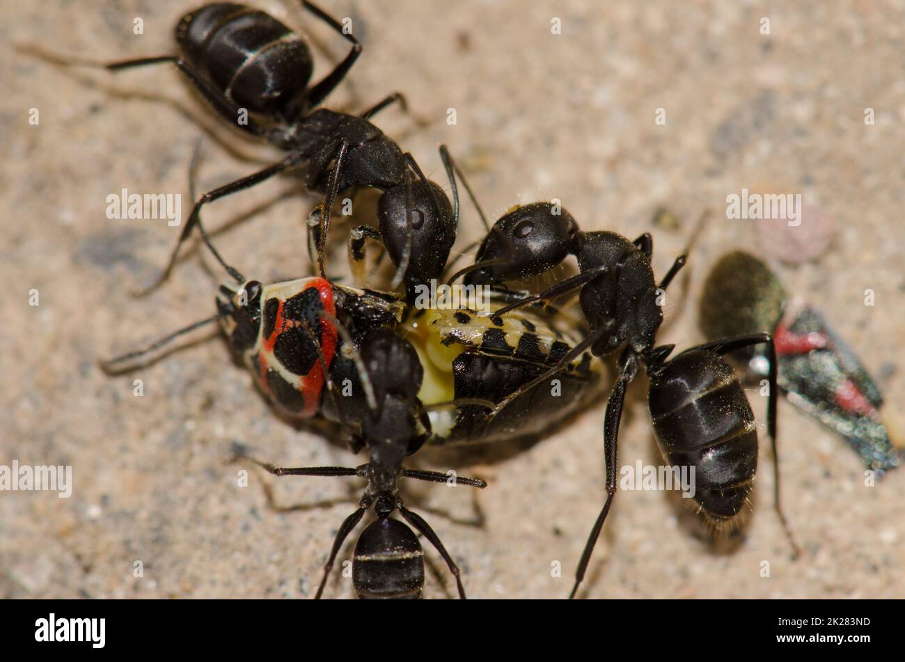 Ants cutting up a shield bug Stock Photo - Alamy