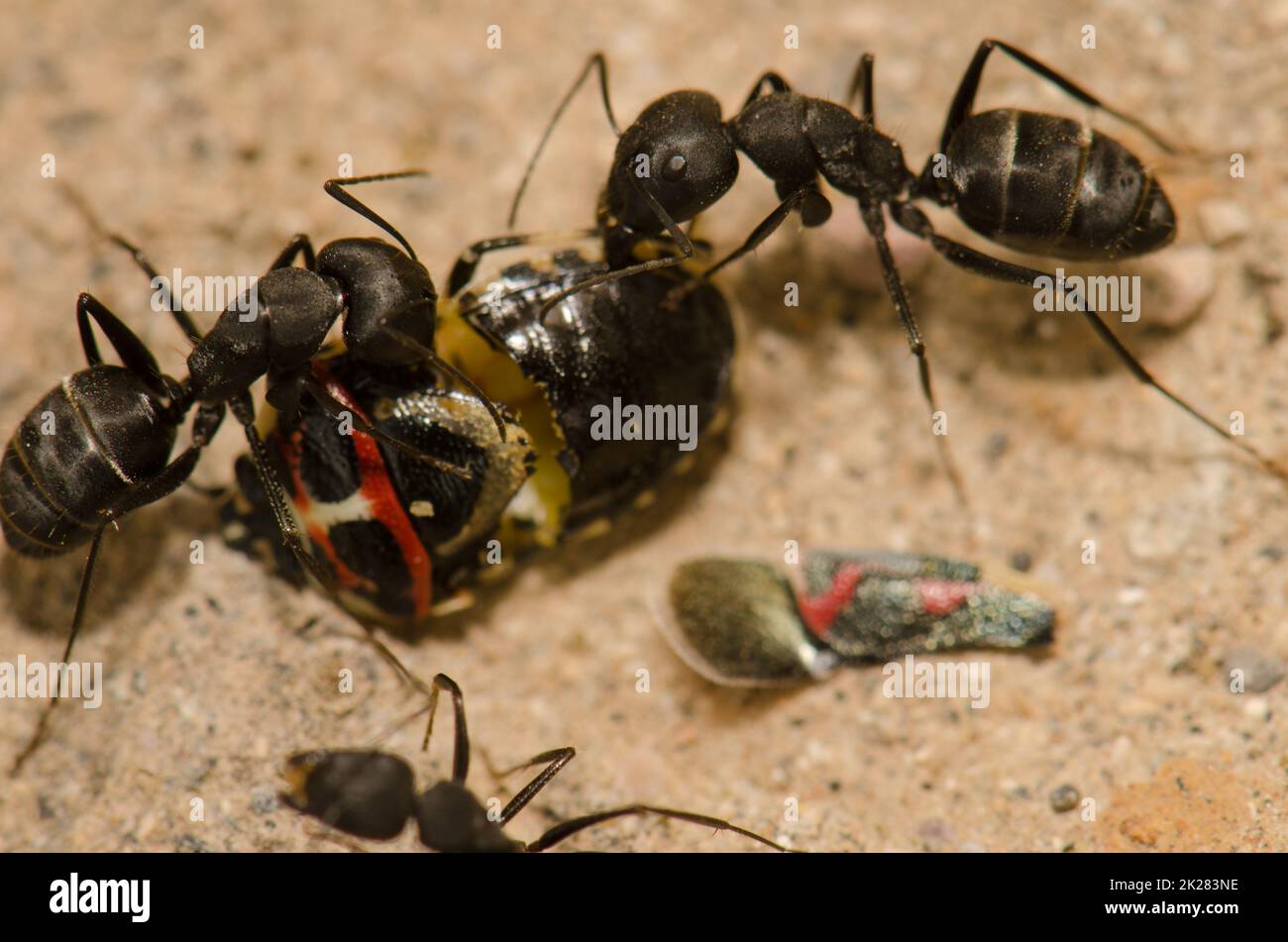 Ants cutting up a shield bug Stock Photo - Alamy