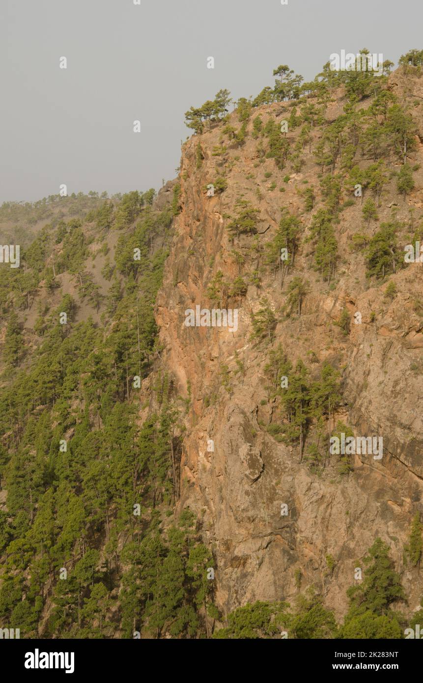 Cliff forest hi-res stock photography and images - Alamy