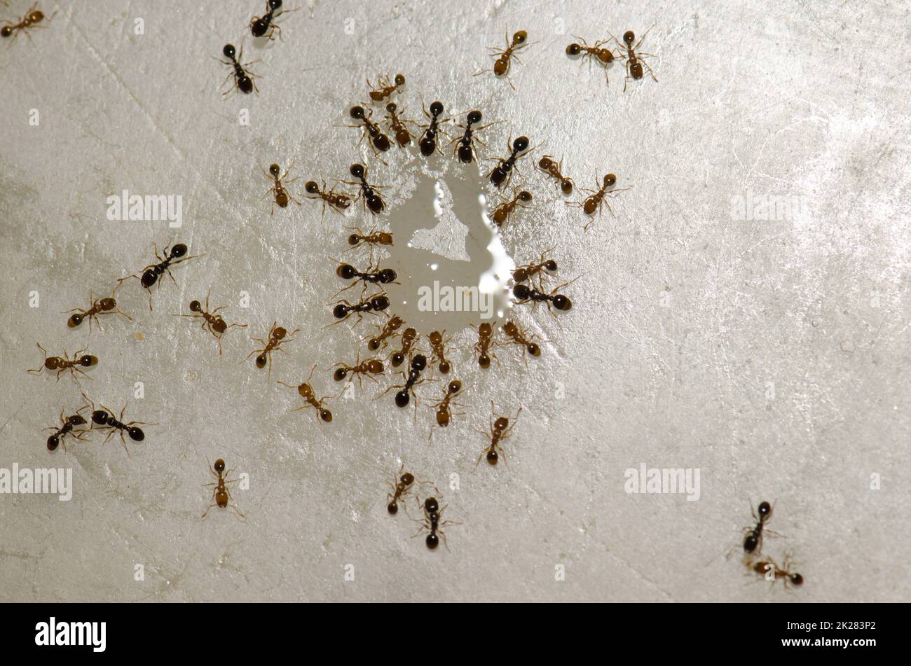 Argentine ants feeding on the remains of a liquid Stock Photo - Alamy