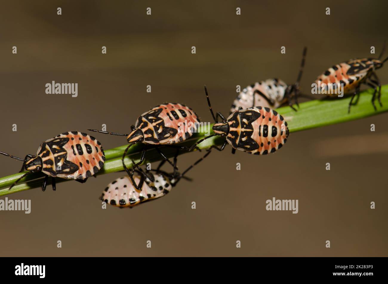 Nymphs of shield bug Euryderma ornata Stock Photo - Alamy