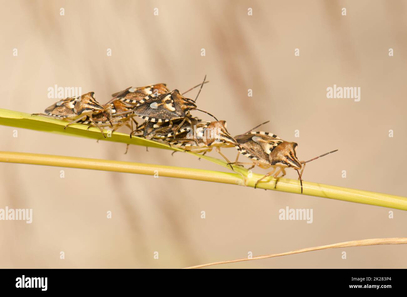 Group of shield bugs Codophila varia Stock Photo - Alamy