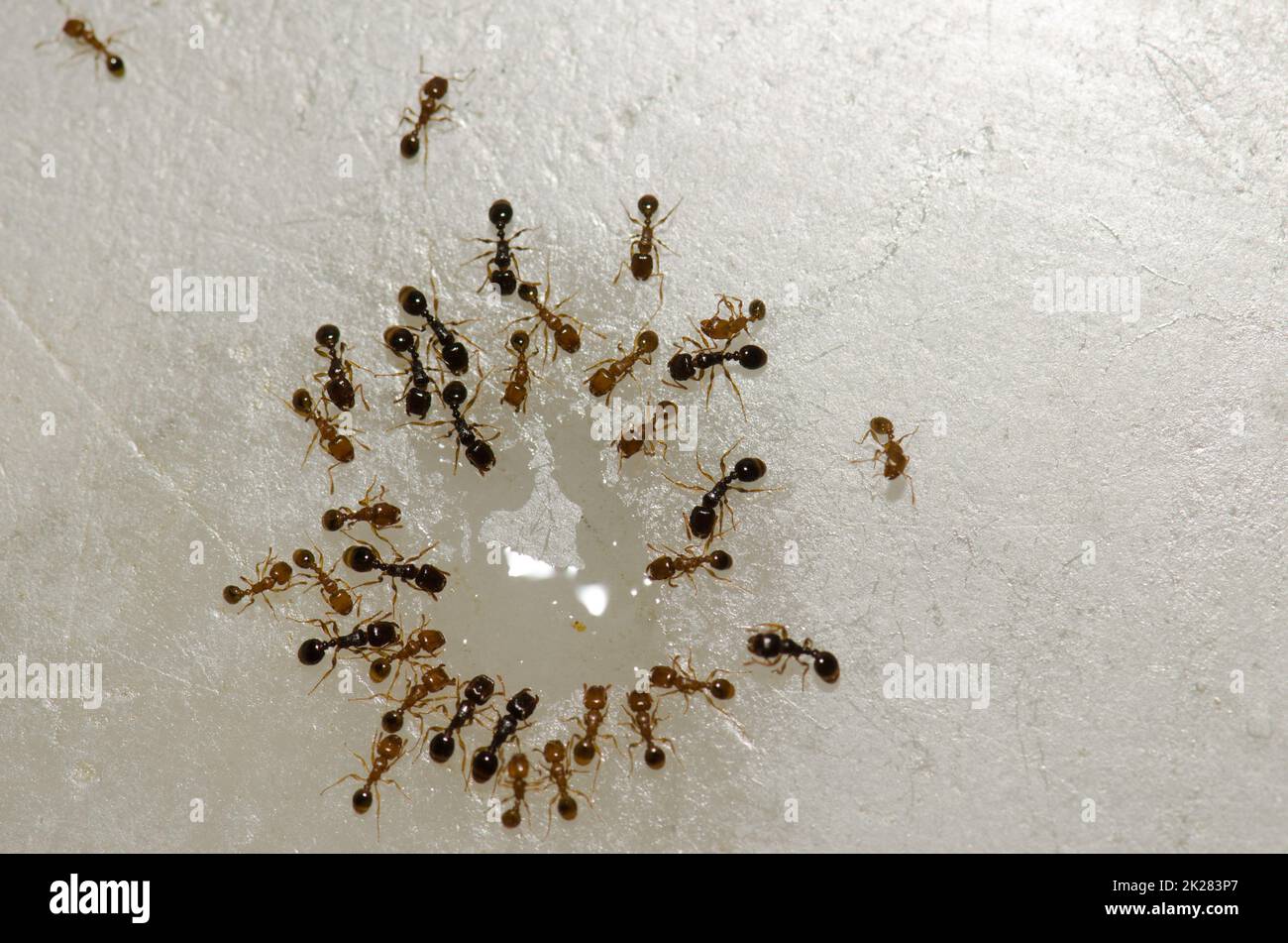 Argentine ants feeding on the remains of a liquid Stock Photo - Alamy