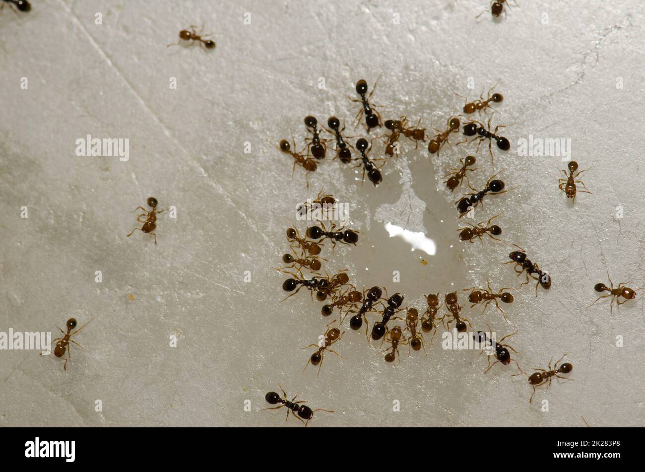 Argentine ants feeding on the remains of a liquid Stock Photo - Alamy