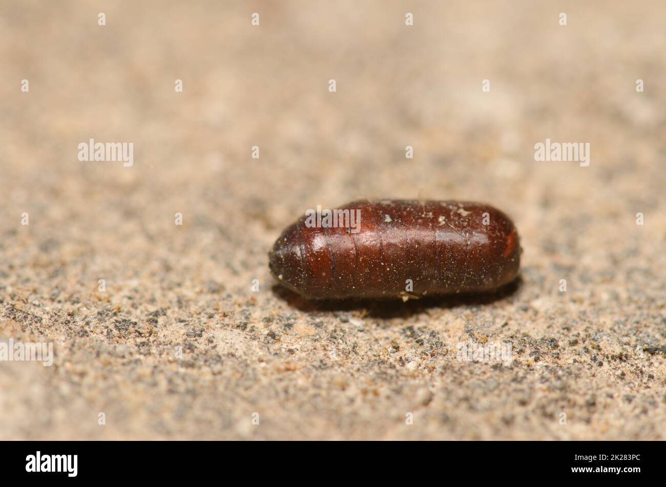 Diptera pupa hi-res stock photography and images - Alamy
