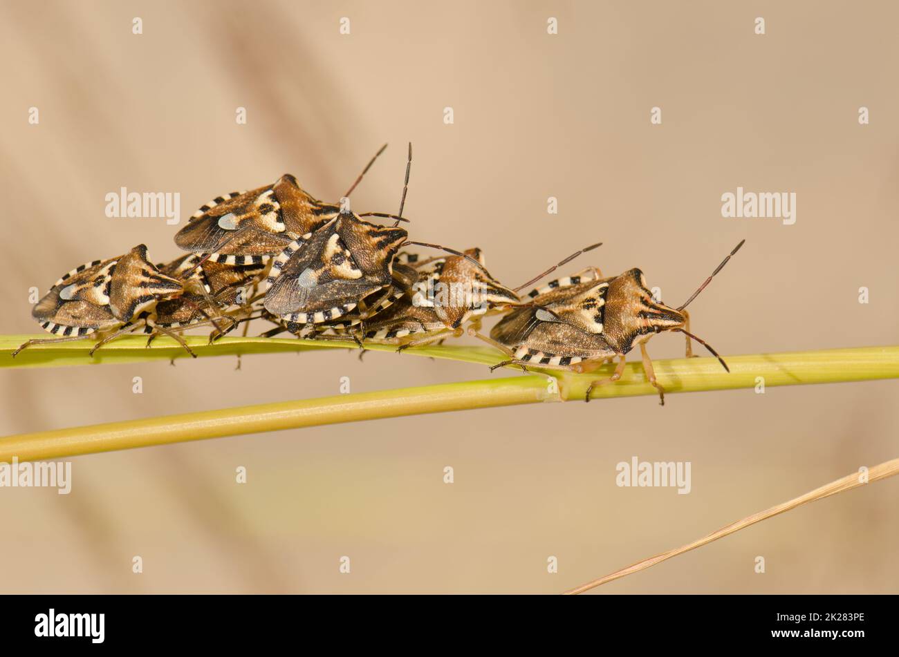 Group of shield bugs Codophila varia Stock Photo - Alamy