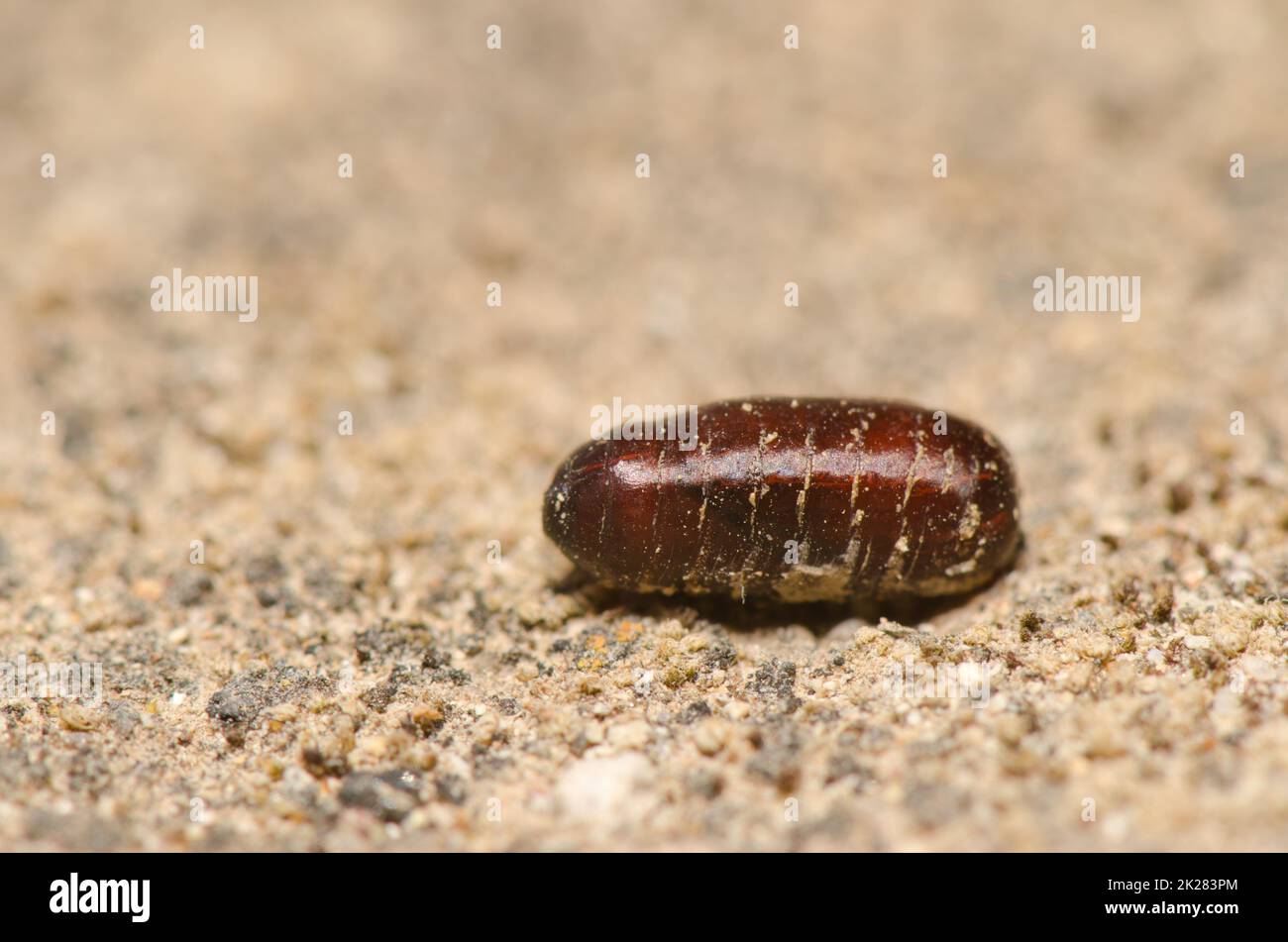 Fly pupa on the ground Stock Photo - Alamy
