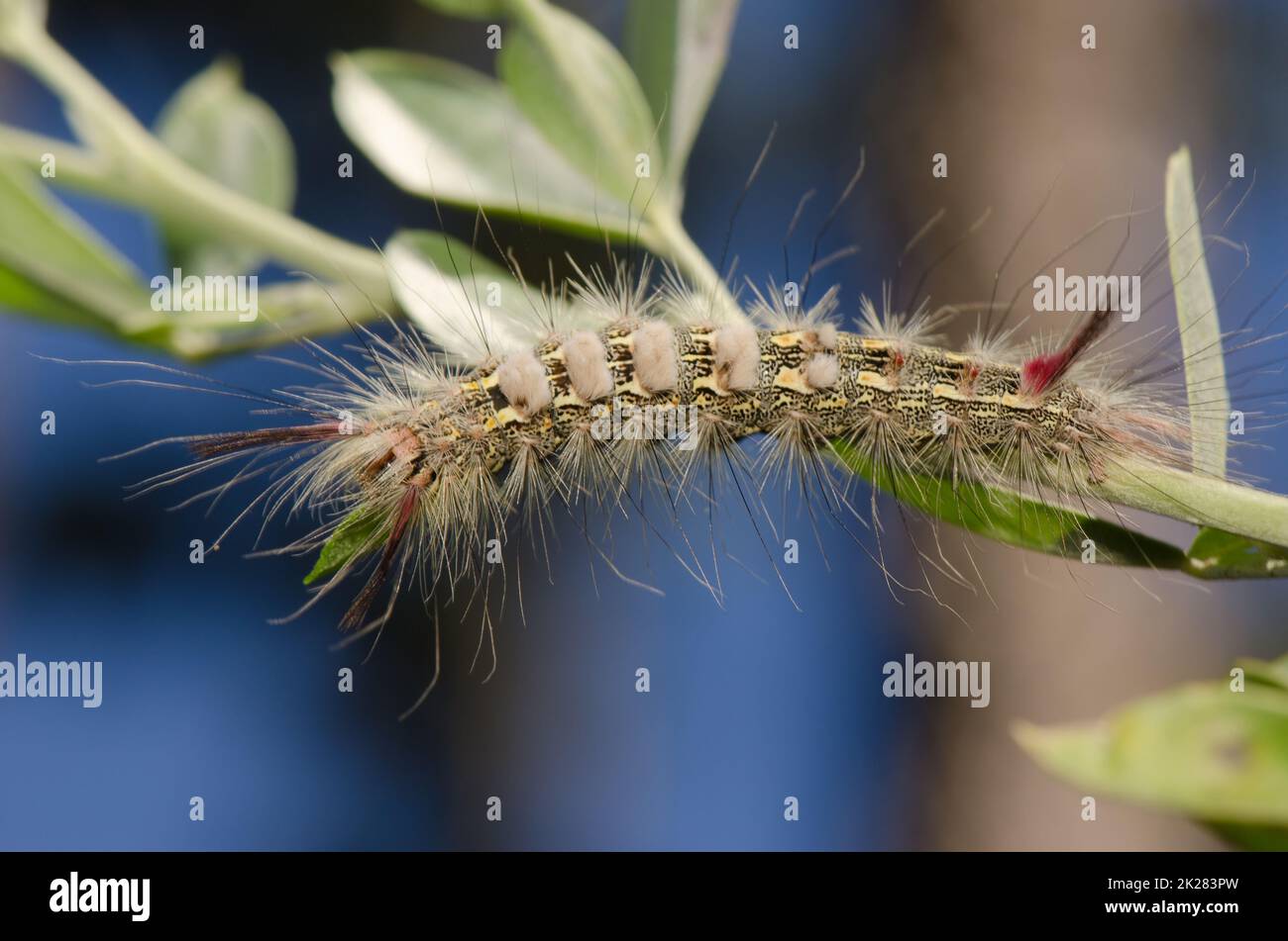 Caterpillar of the moth Calliteara fortunata Stock Photo - Alamy