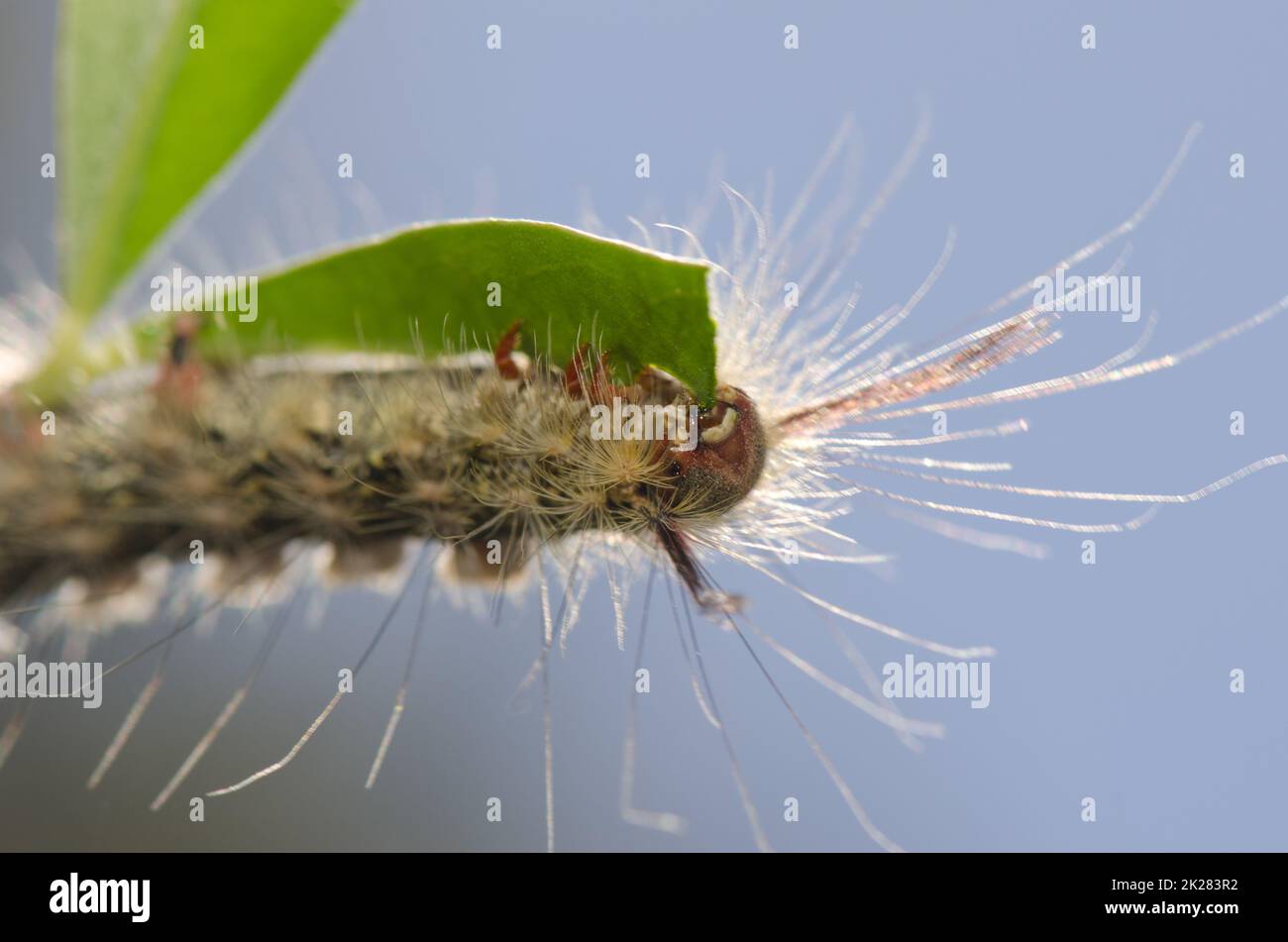 Caterpillar of the moth Calliteara fortunata Stock Photo - Alamy
