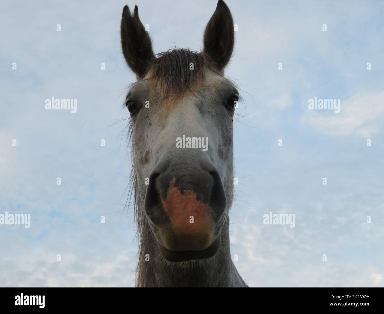 High speed animal hi-res stock photography and images - Alamy