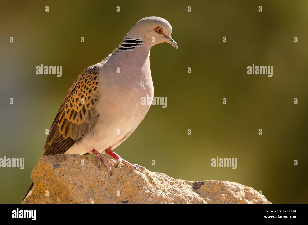 European turtle dove Streptopelia turtur Stock Photo - Alamy