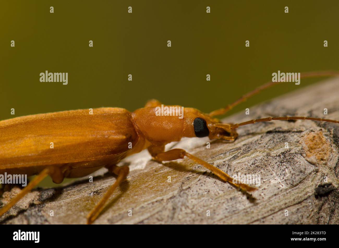 Ochracea hi-res stock photography and images - Alamy