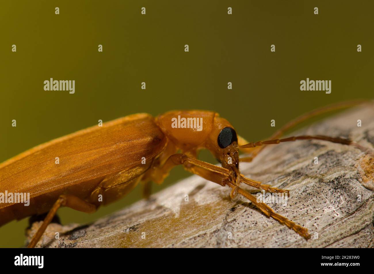 Beetle Alloxantha ochracea grooming on a branch Stock Photo - Alamy