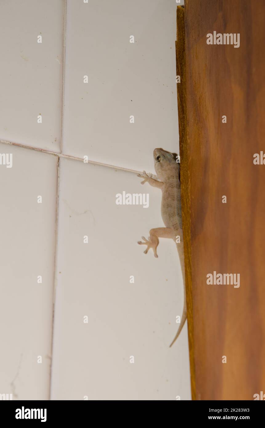 Boettger's wall gecko semi-hidden on a wall Stock Photo - Alamy