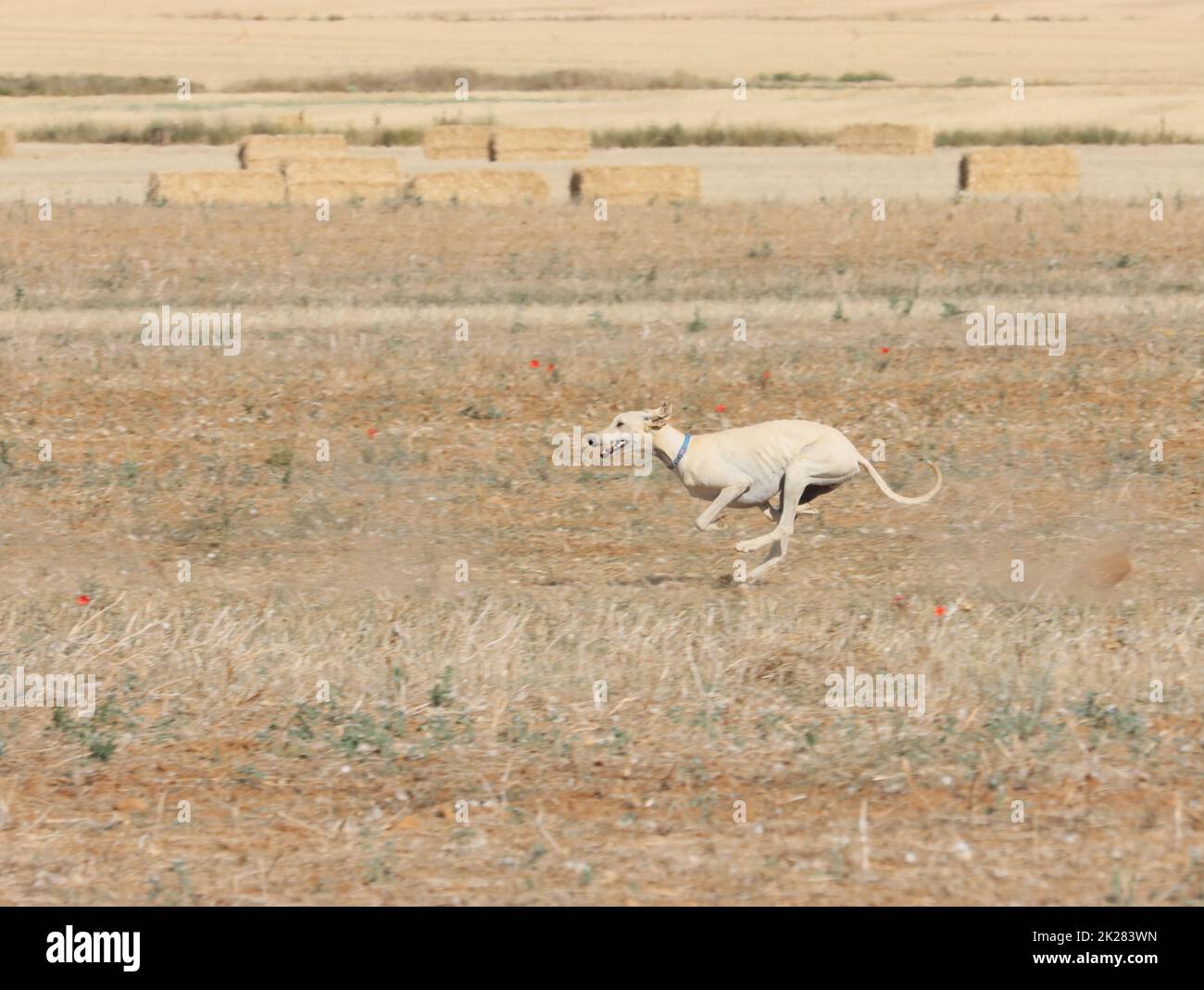 greyhound race fast dog domestic animal field hare hunting Stock Photo ...