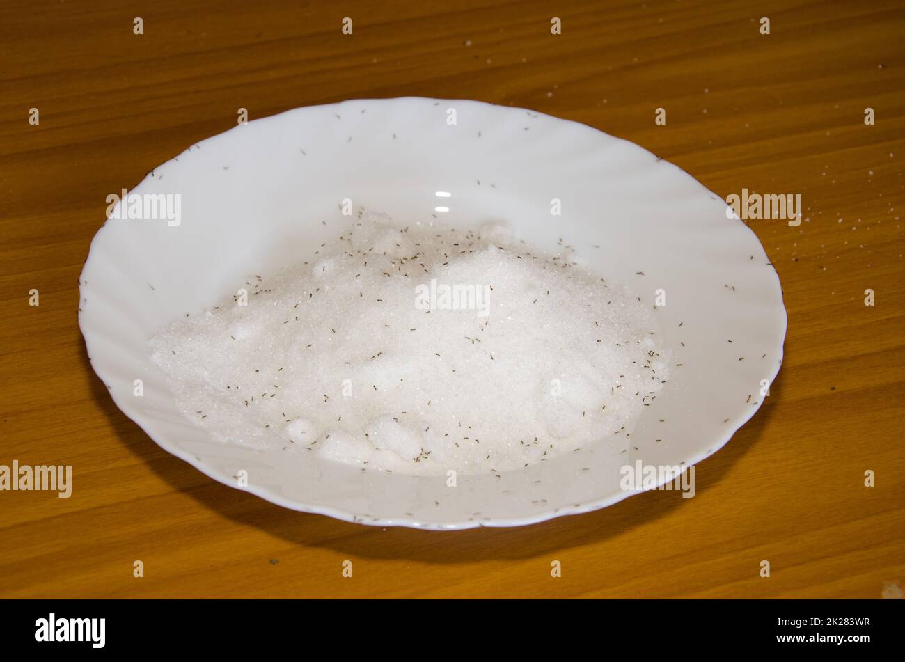 Argentine ants on a plate of sugar Stock Photo - Alamy