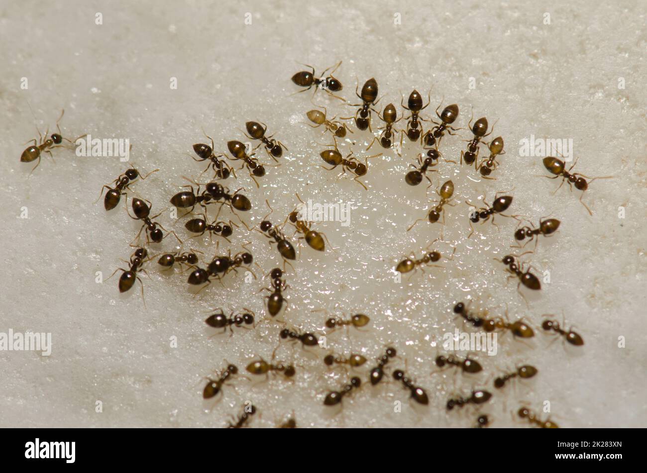 Argentine ants feeding on the remains of a liquid Stock Photo - Alamy