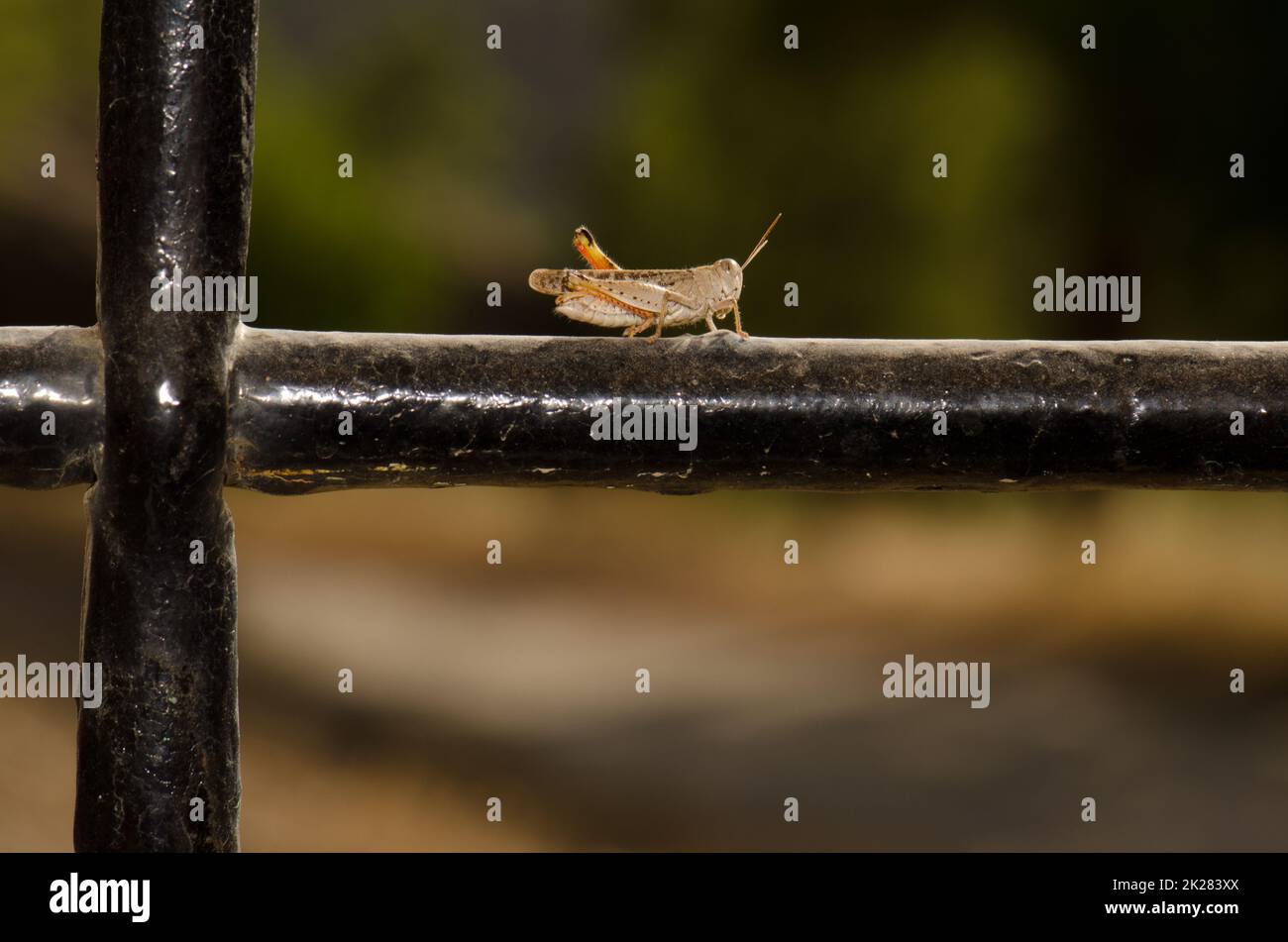 Moroccan locust on the iron bar of a window Stock Photo - Alamy
