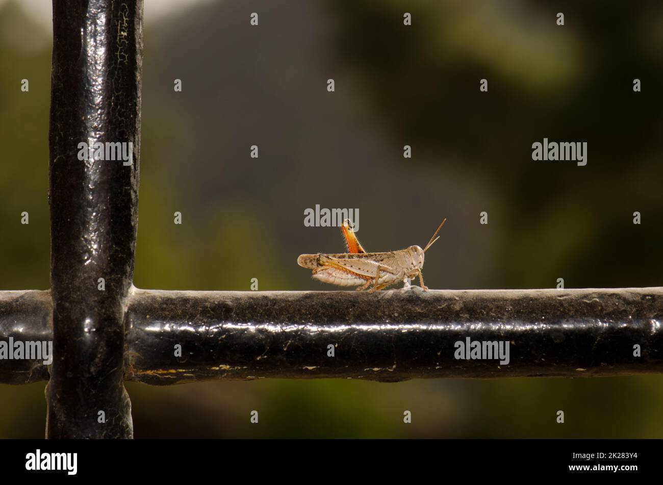 Moroccan locust on the iron bar of a window Stock Photo - Alamy