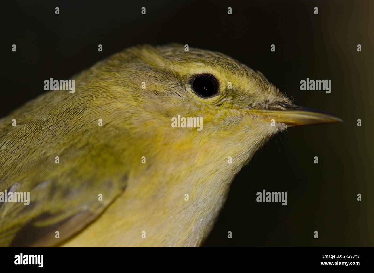 Willow warbler Phylloscopus trochilus Stock Photo - Alamy