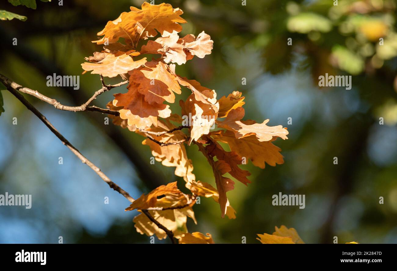 Autumn in nature. Leaves changing colors. Temperature change in fall ...