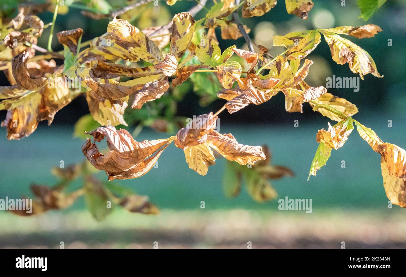 Autumn in nature. Leaves changing colors. Temperature change in fall ...