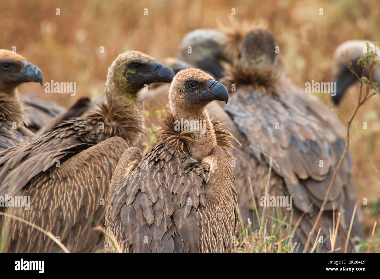 RÃ¼ppell's vultures, Gyps rueppelli, in the Meru National Park in Kenya ...