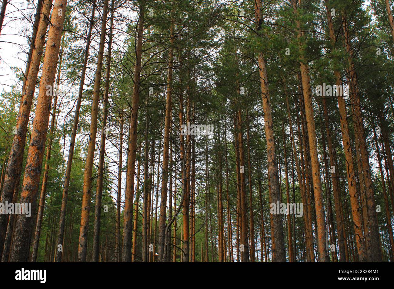Large coniferous trees in the forest. Beauty of nature. Forest ...