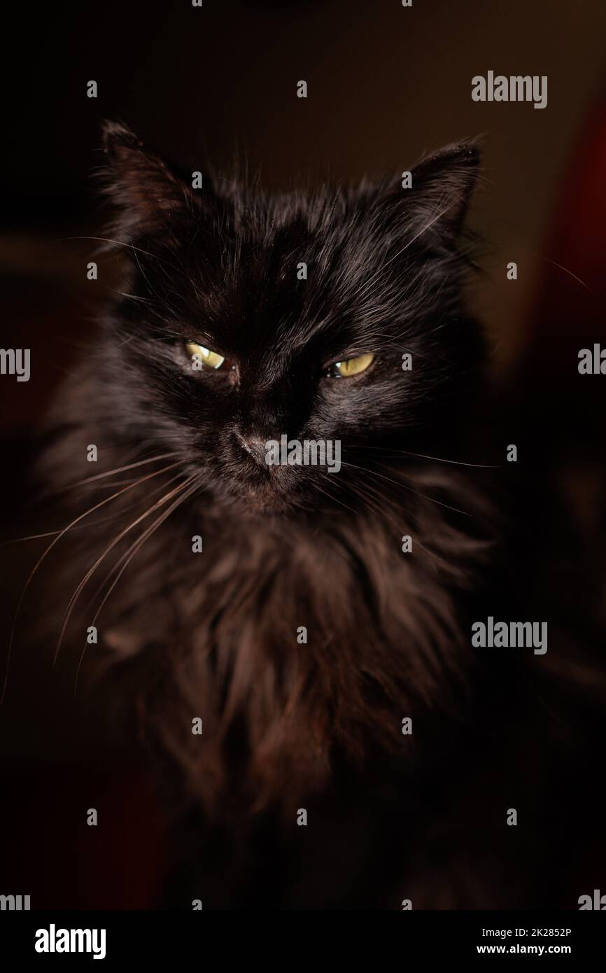 Black angora cat hi-res stock photography and images - Alamy