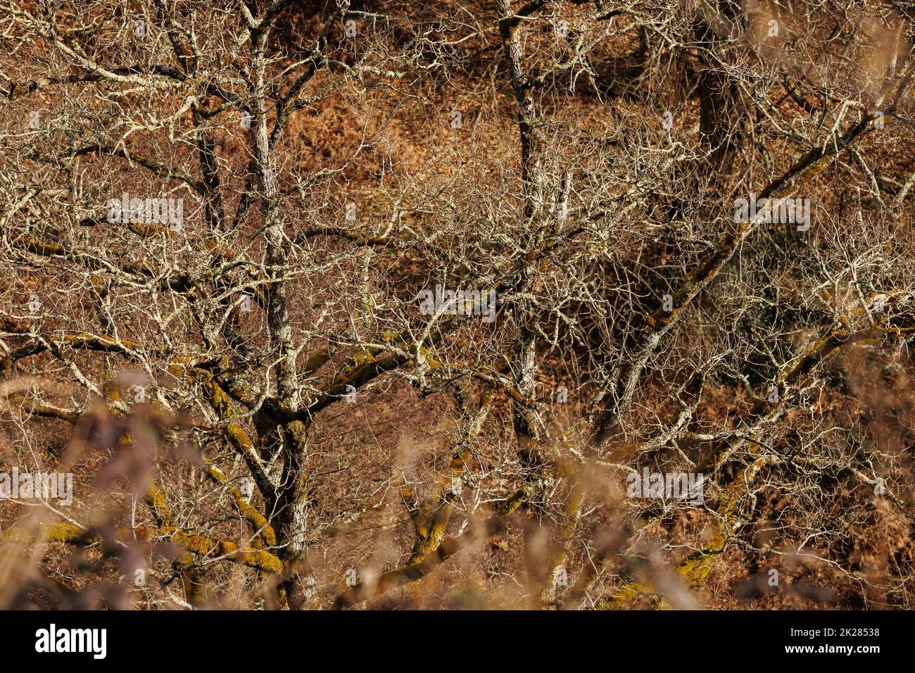 Branches of old tree in wintertime Stock Photo - Alamy