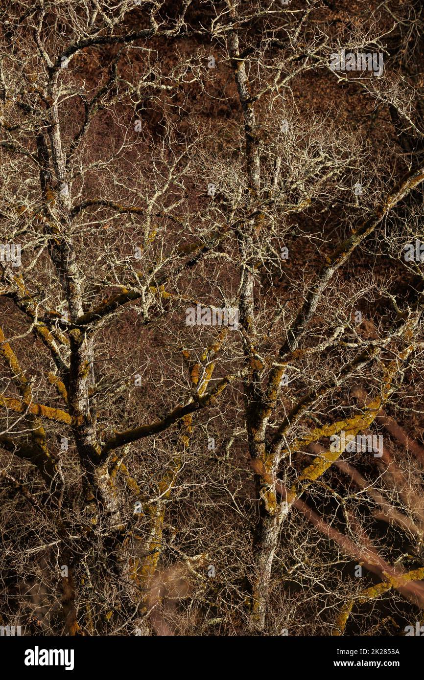 Branches of old tree in wintertime Stock Photo - Alamy