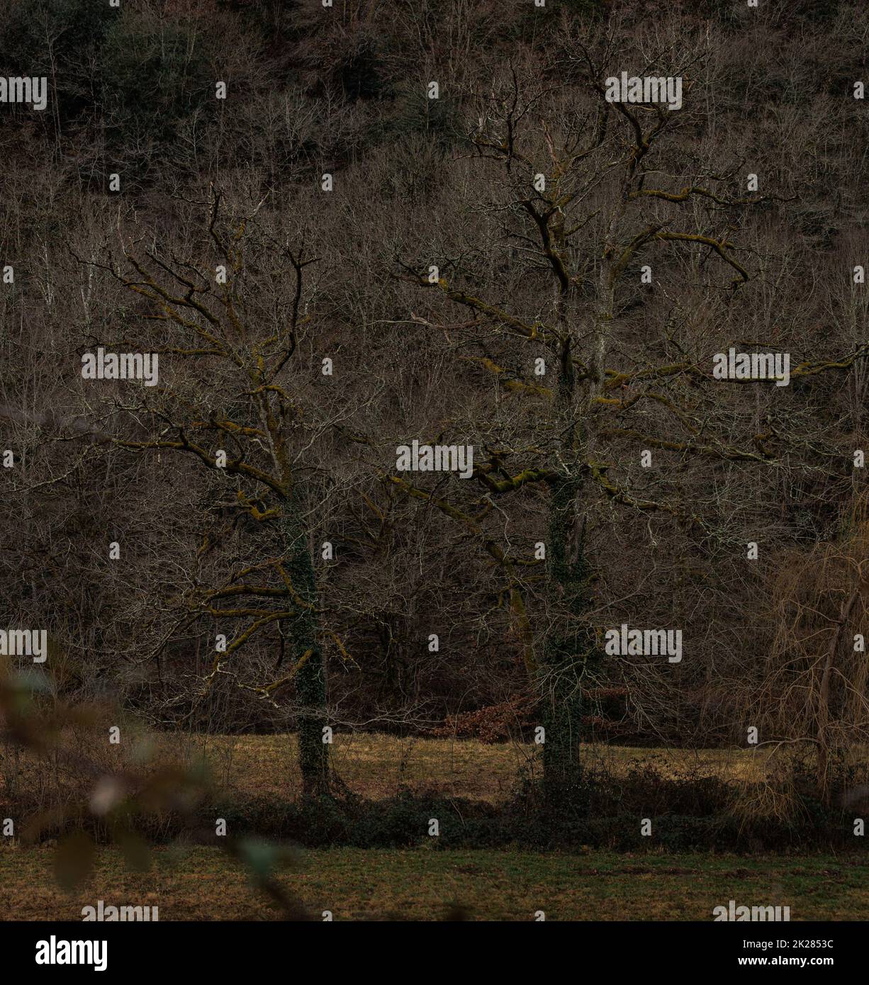 Two deciduous trees hi-res stock photography and images - Alamy