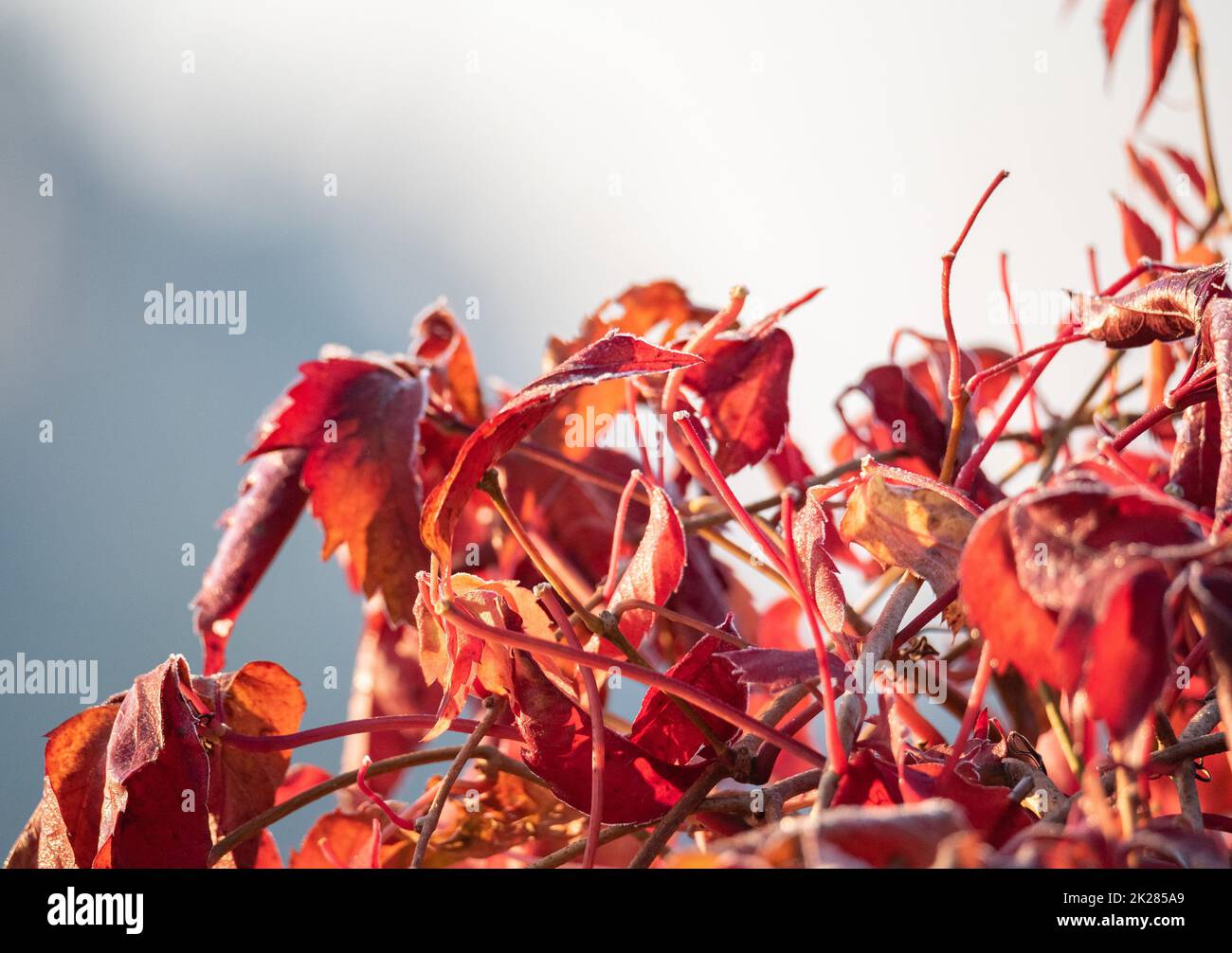 Autumn in nature. Leaves changing colors. Temperature change in fall ...