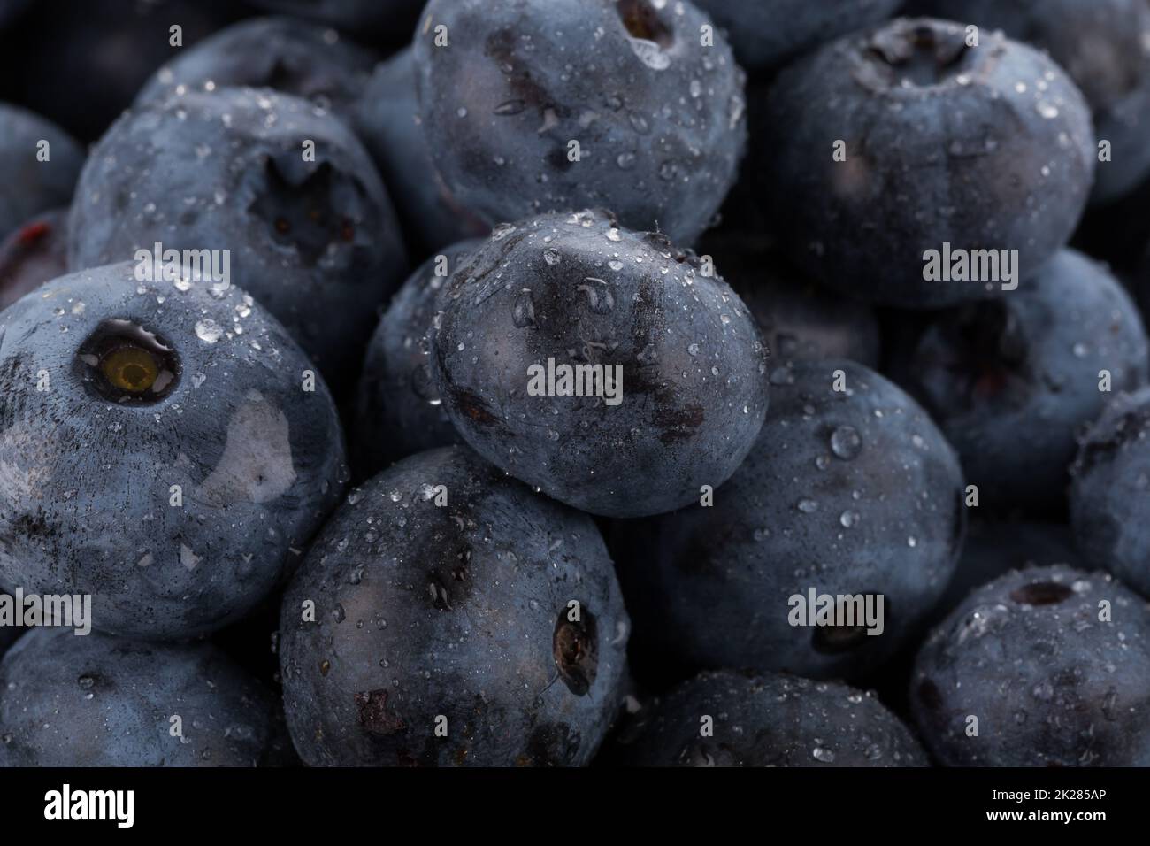 blueberries with water drops close up Stock Photo - Alamy