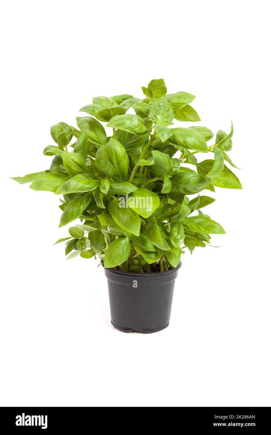 Pot italian food white background hi-res stock photography and images ...