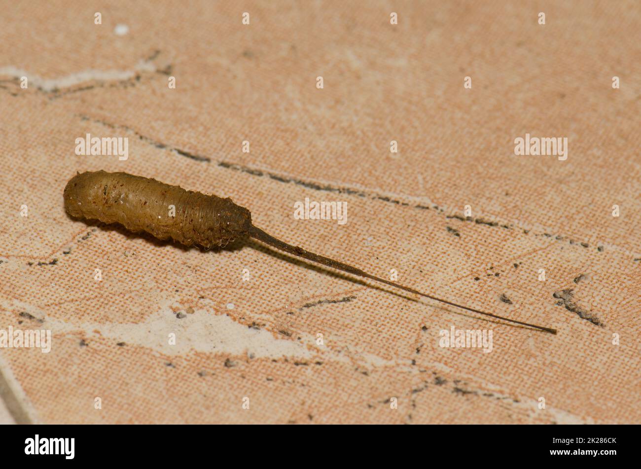 Rat tailed maggot hi-res stock photography and images - Alamy
